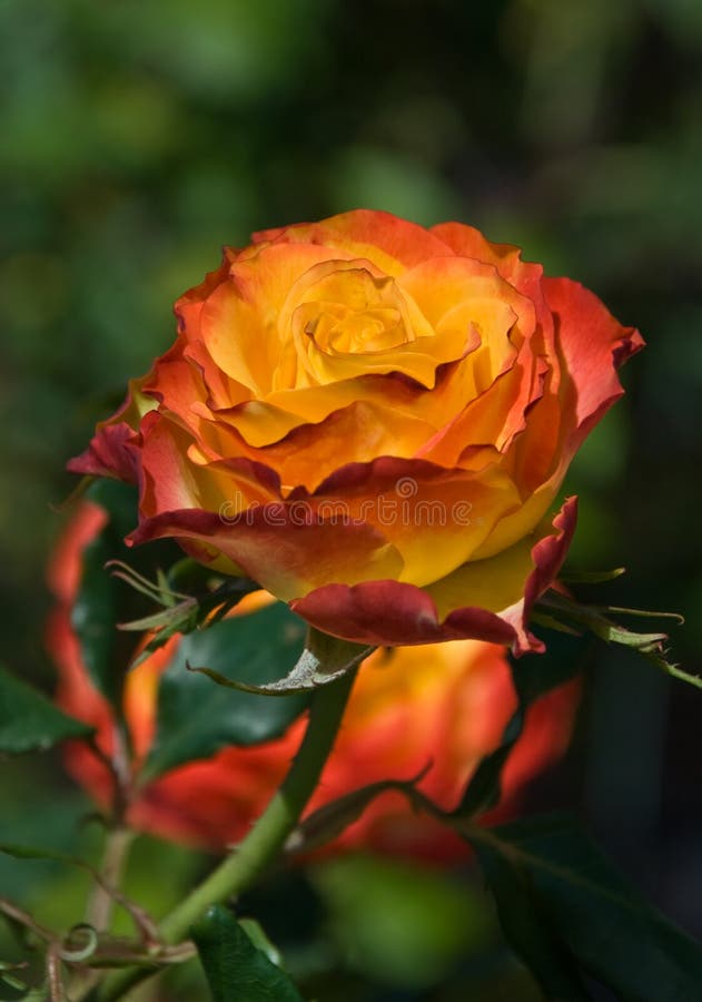 Single blooming rose stock photo. Image of flower, single - 4726300