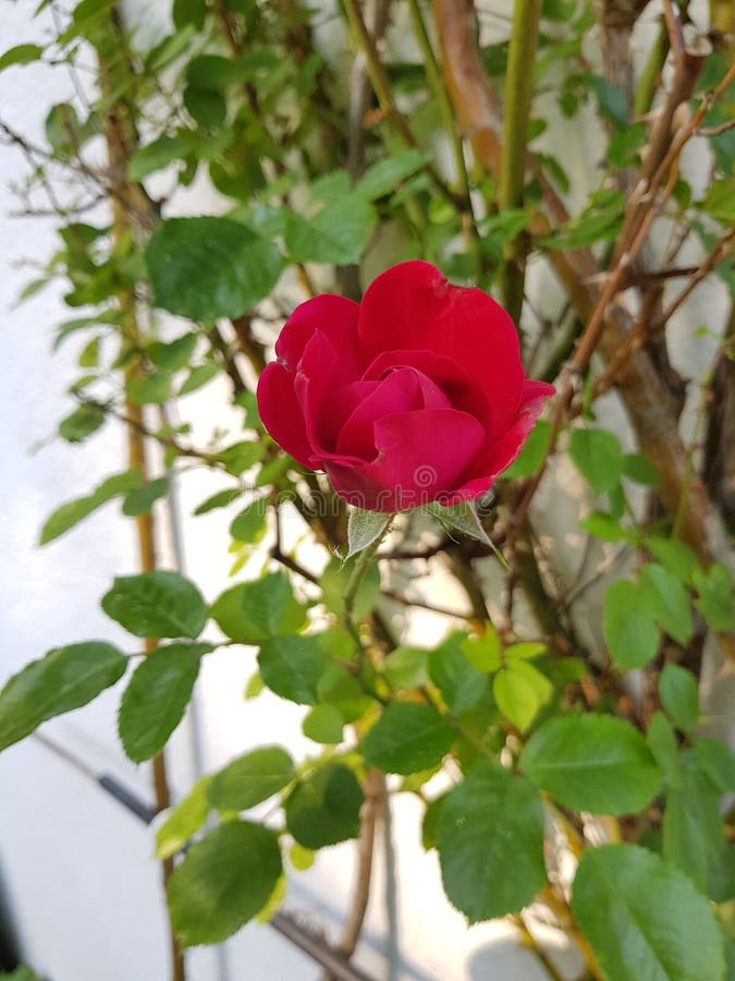 Single Blooming Rose stock photo. Image of single, rose - 151011296