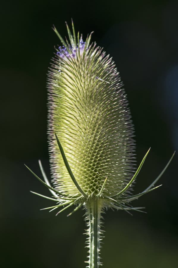 Common Teasel stock image. Image of fresh, white, plant - 20947401