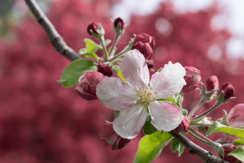 A single Blossom stock image. Image of springtime, time - 93644031