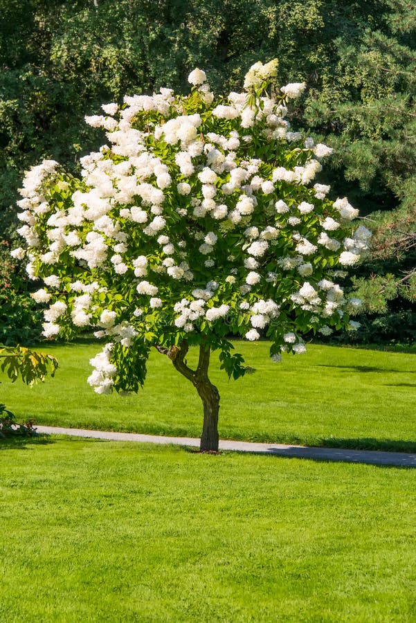 Single Blossoming Tree in Garden Stock Image - Image of flowers, bloom ...