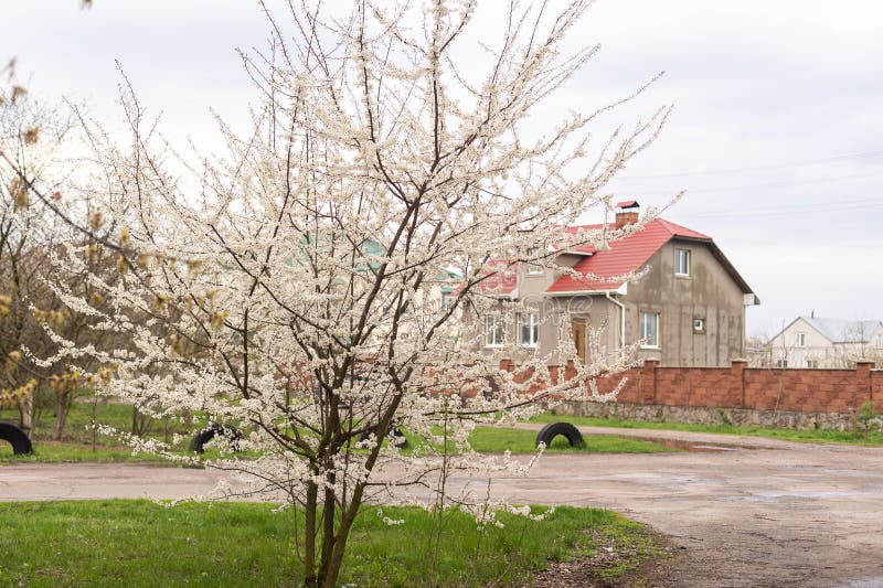 Single Blossoming Tree in Spring. Stock Image - Image of pasture ...