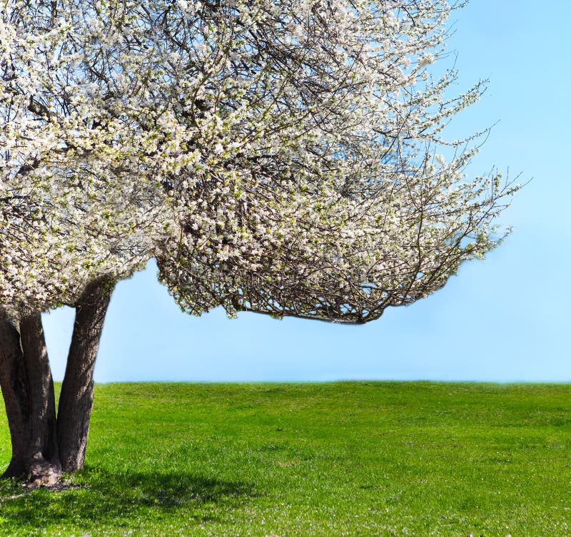 Single Blossoming Tree in Spring Stock Photo - Image of nature ...