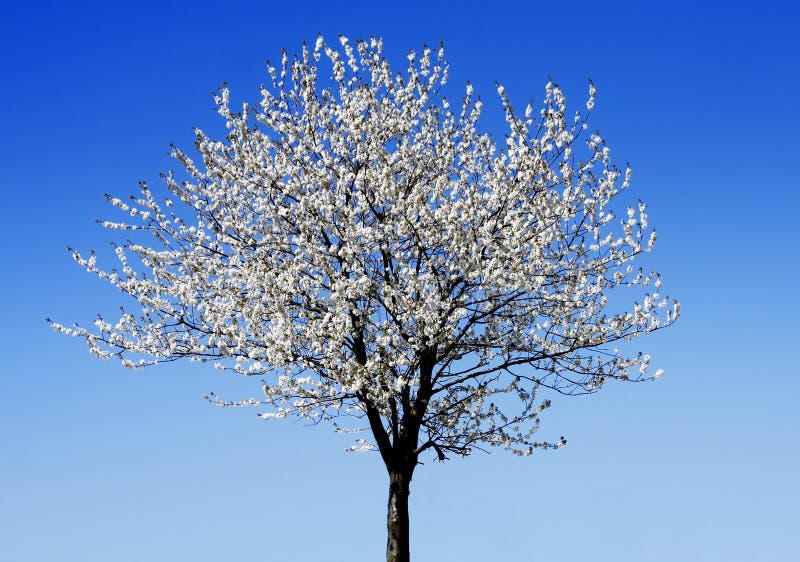 Single blossoming tree stock photo. Image of fresh, lone - 69040588