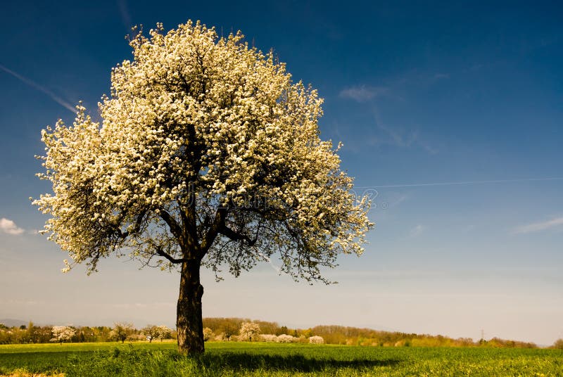 Blossoming tree in spring. stock image. Image of lonely - 6219979