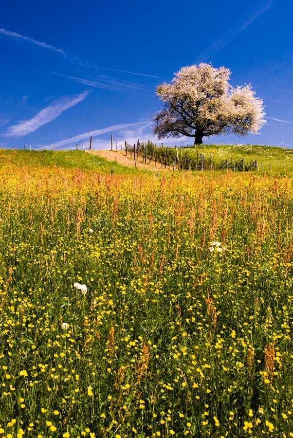Blossoming tree in spring. stock image. Image of lonely - 6219979