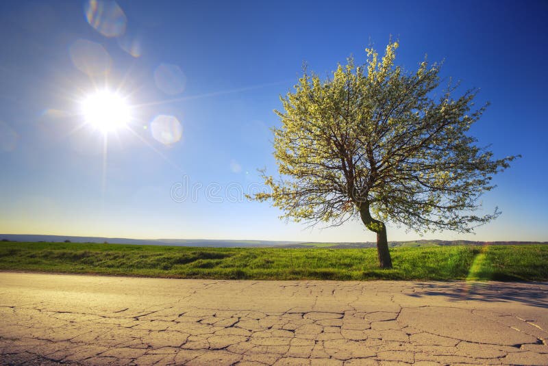 Single Blossoming Tree in Spring Stock Image - Image of road, leaf ...