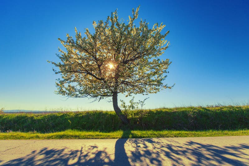 Single Blossoming Tree in Spring Stock Photo - Image of season, bright ...