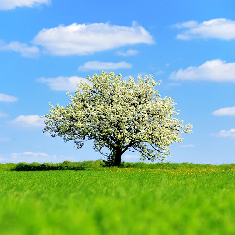 Single Blossoming Tree in Spring Stock Photo - Image of lawn, bloom ...