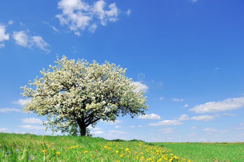 Single Blossoming Tree in Spring Stock Image - Image of field ...