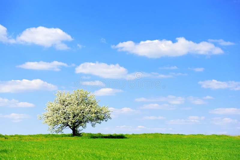 Single Blossoming Tree in Spring Stock Photo - Image of blooming ...