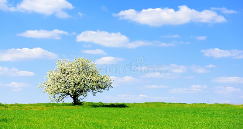 Single Blossoming Tree in Spring Stock Image - Image of clean ...