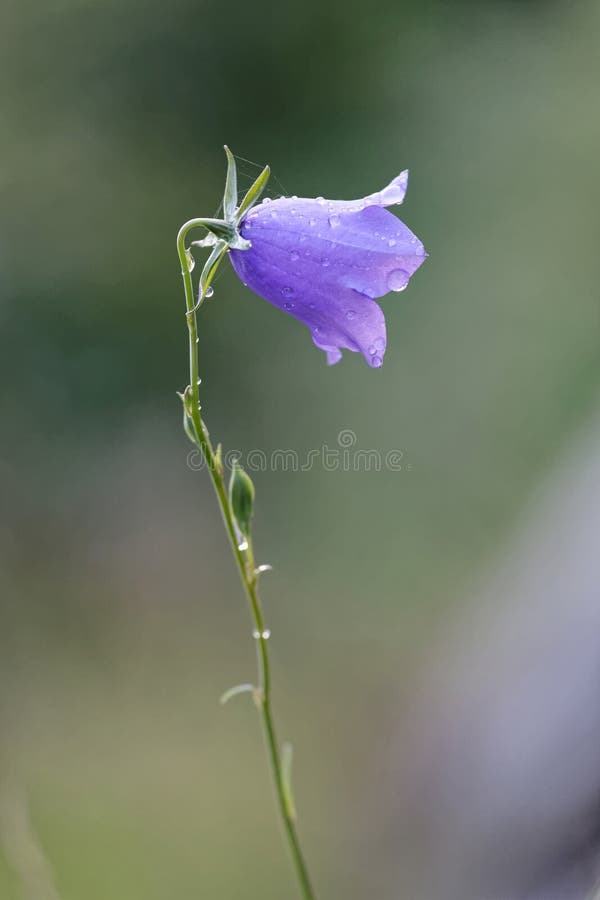 Single blue bell stock image. Image of nature, blooming - 57747941