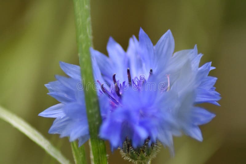 Single Blue Cornflower (Centaurea Cyanus) Stock Image - Image of ...