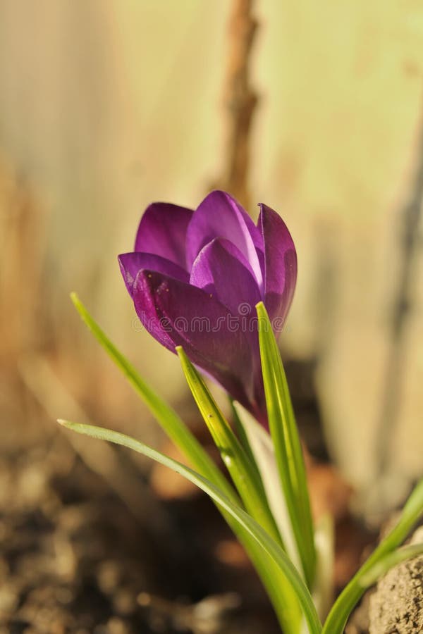 Spring flower in a garden stock image. Image of flowers - 118725553