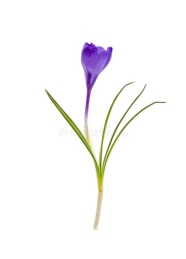 Blue crocus in the garden stock photo. Image of natural - 243257190