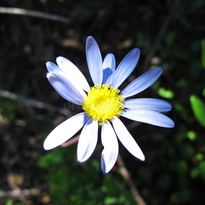 Single Blue Daisy Flower Brightly Light by Sun Stock Image - Image of ...