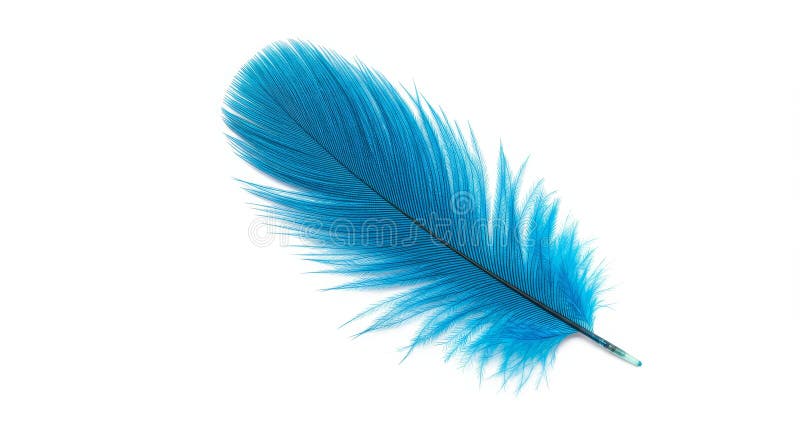 Single Blue Feather on White Light Blue Feather Isolated on White ...