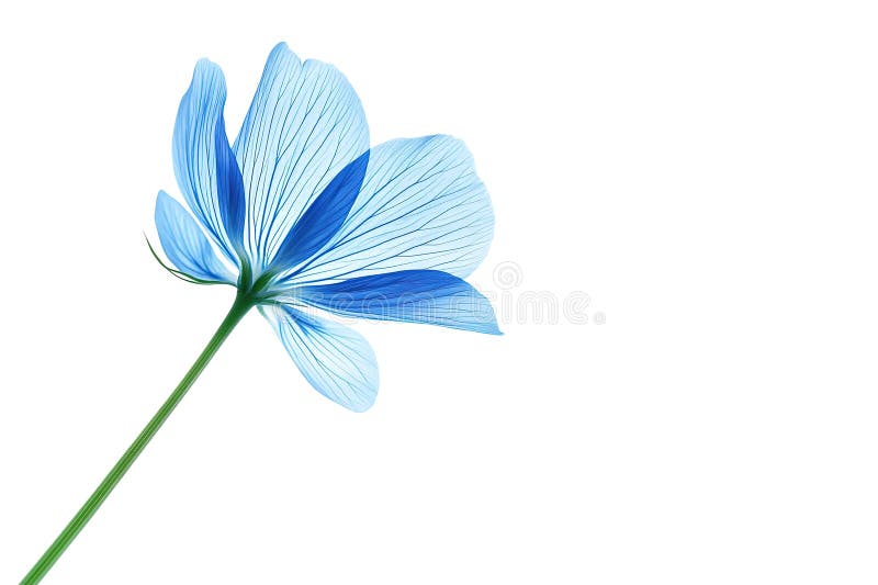 Vibrant Blue Flax Flower Clipart: Nature S Simple Elegance, Perfect for ...