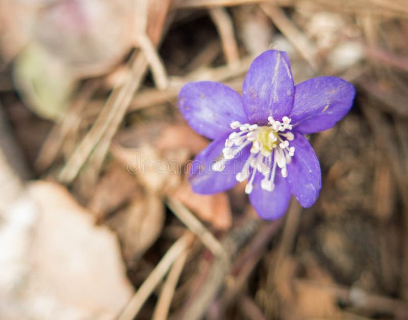 A single blue flower stock photo. Image of norway, flower - 62588134