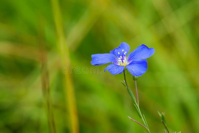 Single Blue Flower on Grass Background Stock Image - Image of grass ...