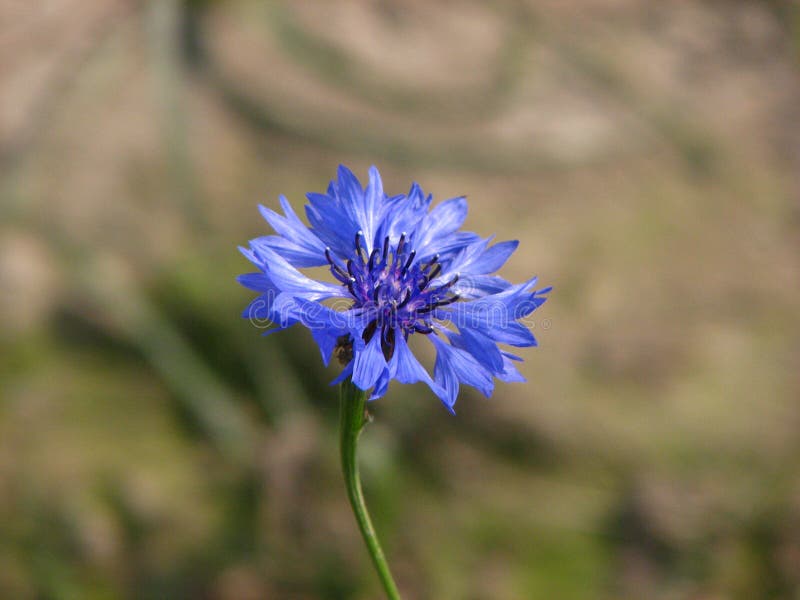 Single blue flower stock photo. Image of single, blossoms - 48134554