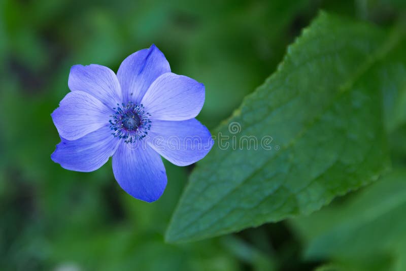 Single blue flower stock photo. Image of bloom, leaf - 73800878