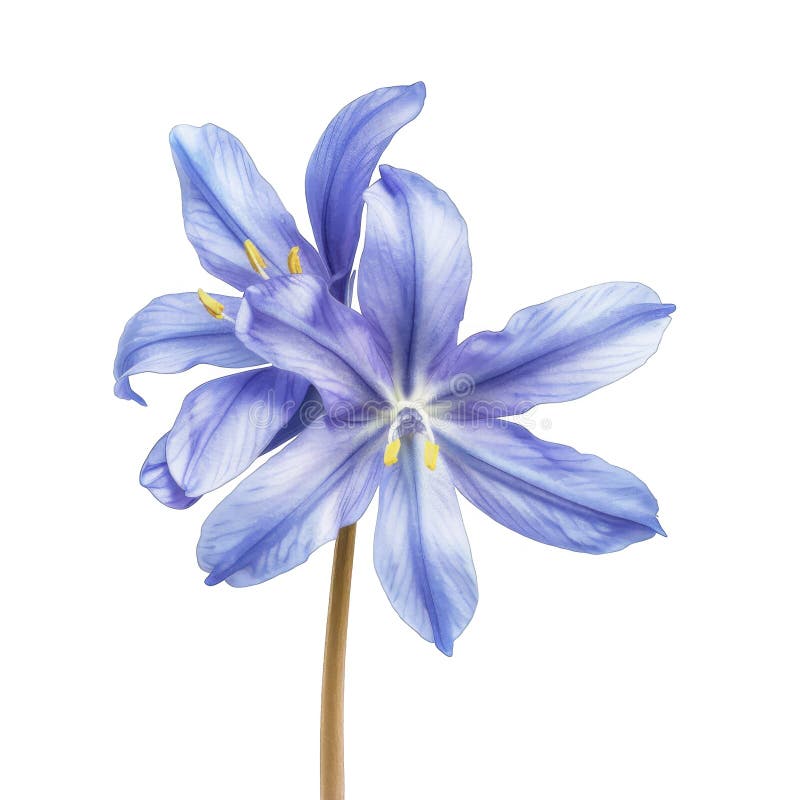 A Single Blue Flower with Yellow Stamens Stock Photo - Illustration of ...