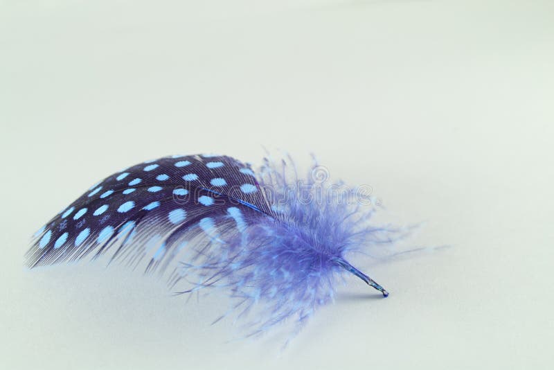Single Blue Guinea Feather Isolated Stock Image - Image of blue ...