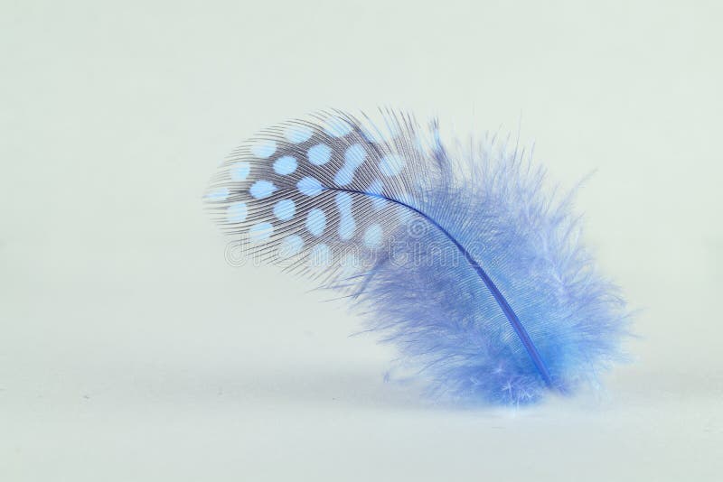 Single Blue Guinea Feather Isolated Stock Image - Image of leaning ...