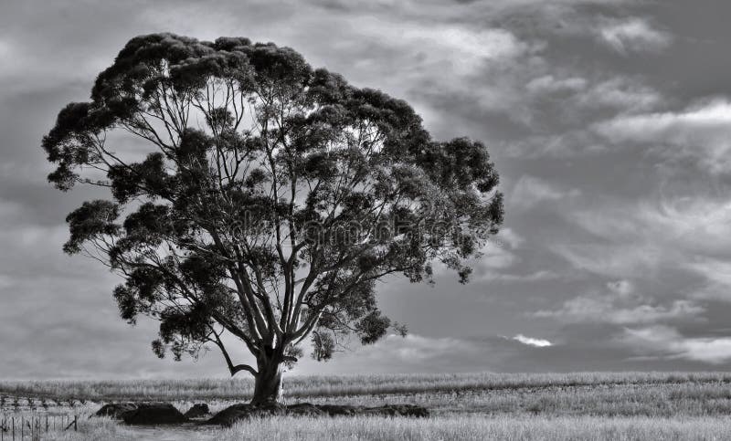 Single blue gum tree stock image. Image of fence, south - 140104671