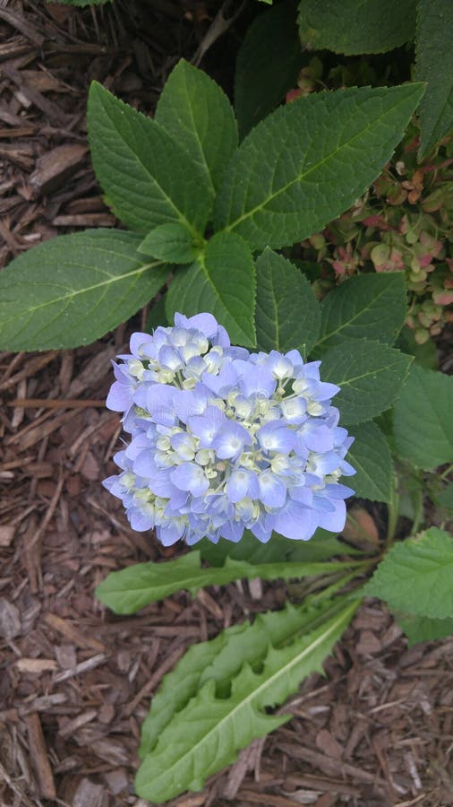 Single Blue Hydrangea Bloom Stock Image - Image of blue, bouquet: 79453807