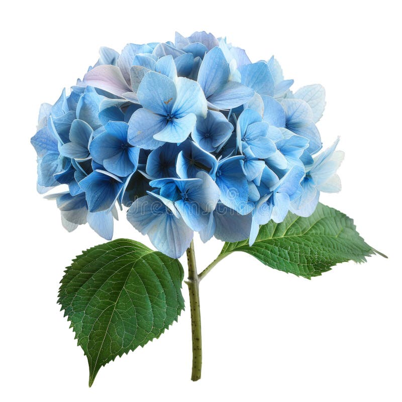 Single Blue Hydrangea on a White Background with Two Green Leaves Stock ...