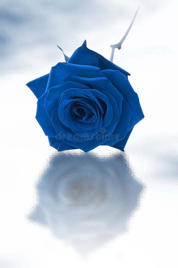 Single Blue Rose Stock Images - Download 4,621 Royalty Free Photos