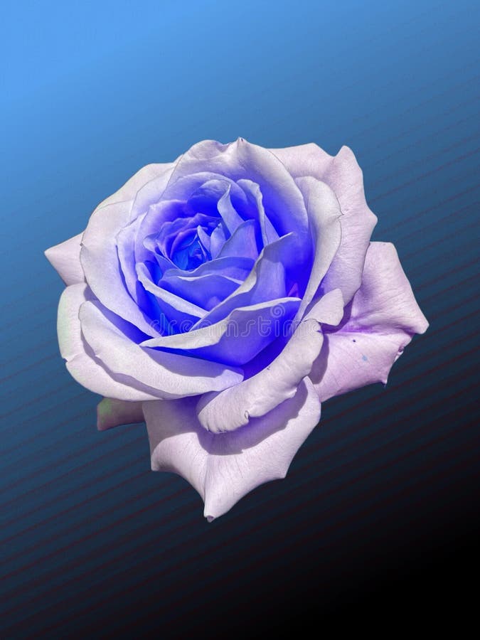 A Single Blue Rose is the Main Focus of the Image Stock Photo - Image ...