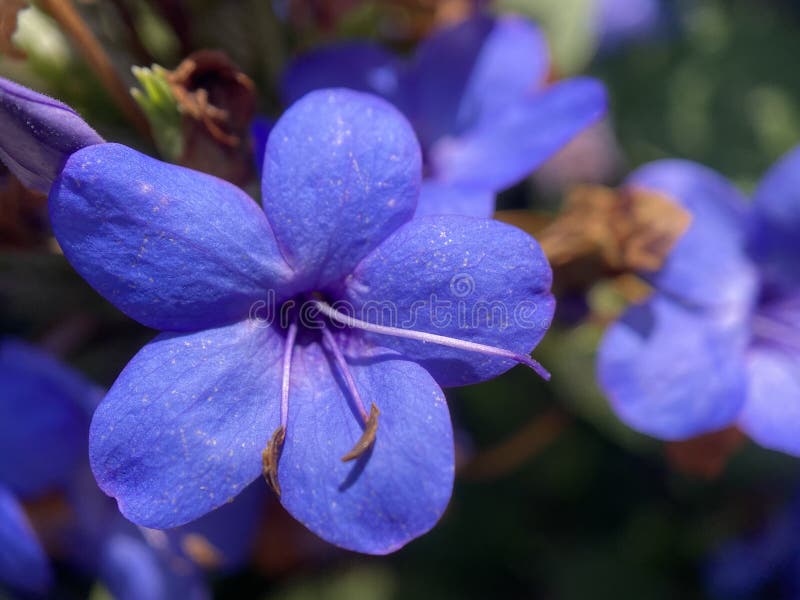 Single Blue Sage Flower stock photo. Image of flowers - 210682418