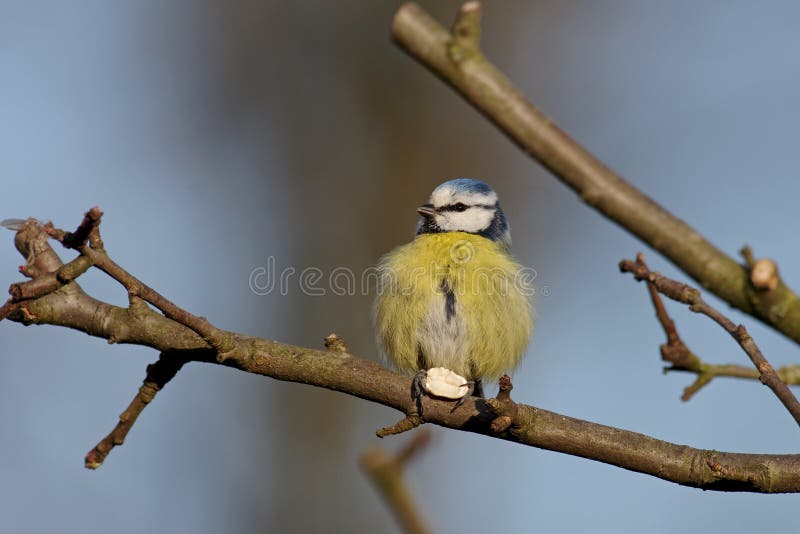 Little Blue Tit in the Tree Stock Image - Image of yellow, songbird ...