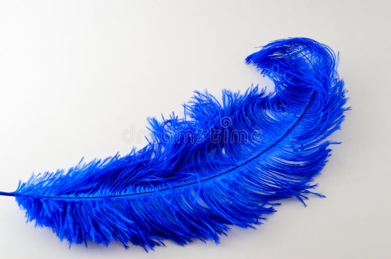 Single Blue Wispy Feather Plume on a White Background Stock Image ...