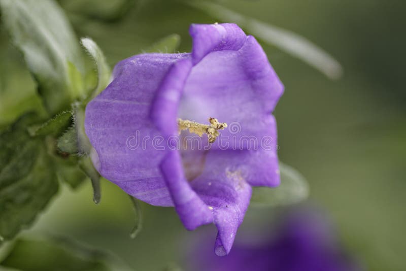 Single Bluebell stock photo. Image of closeup, wildflower - 118021592