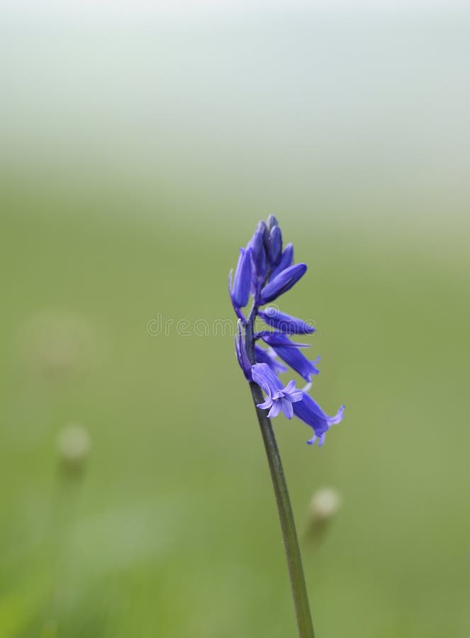Single Bluebell stem stock image. Image of spring, blue - 233316155