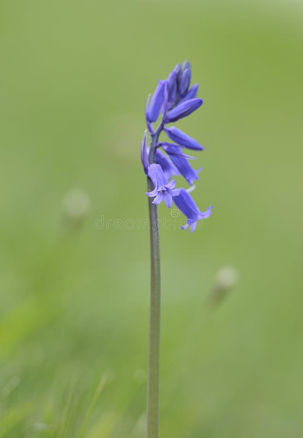 Single Bluebell stem stock image. Image of growing, countryside - 233316157