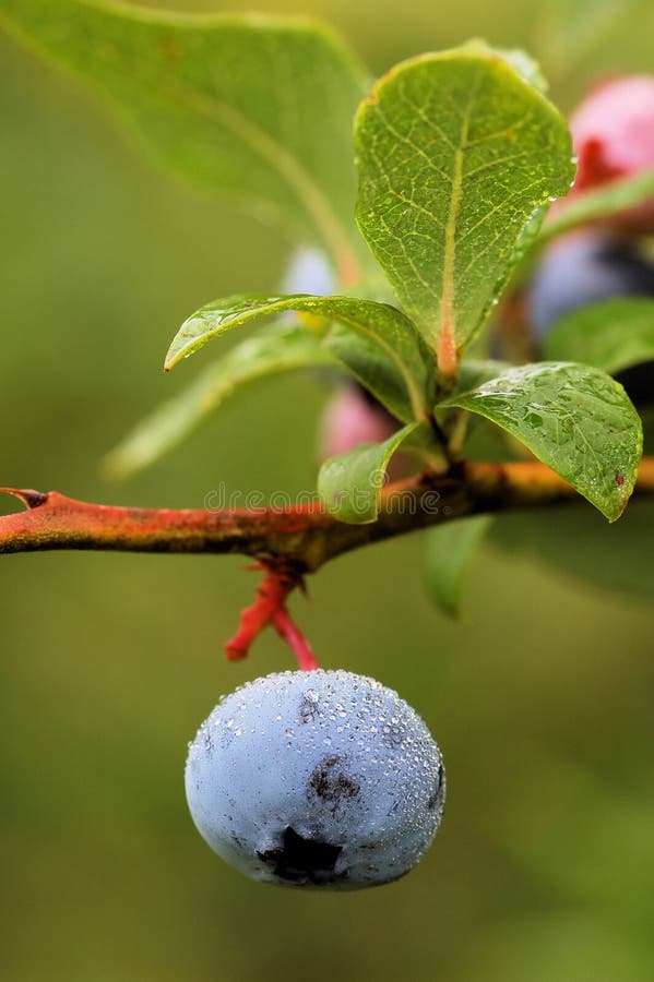 Single Blueberry stock image. Image of berry, plump, macro - 15581891