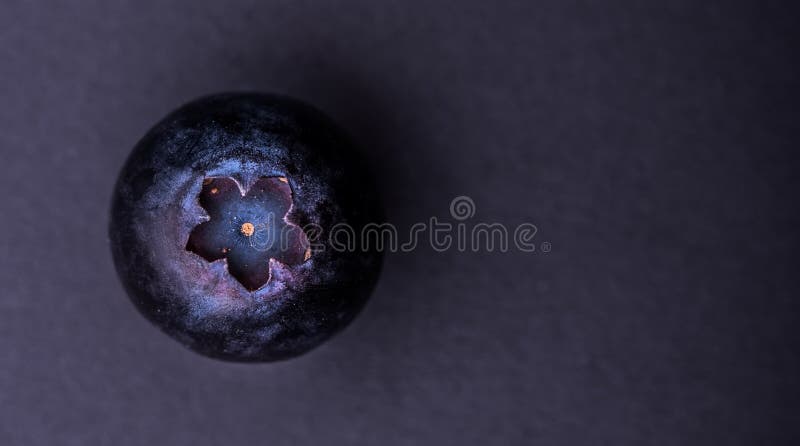 Single Blueberry on the Dark Gray Background Top View F Empty Stock ...