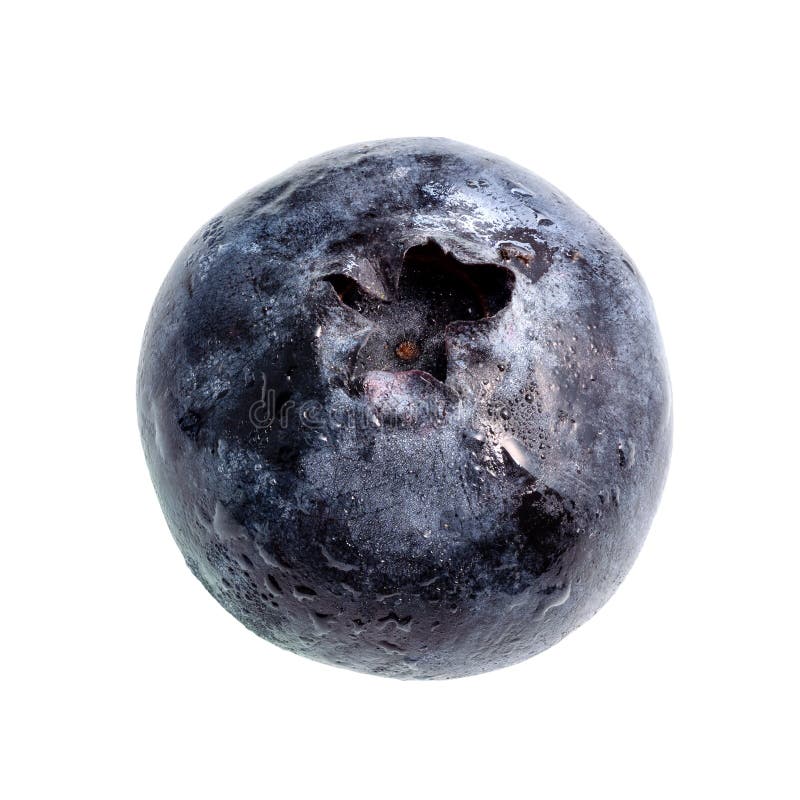 Single Blueberry Fruit Cutout on White Stock Photo - Image of water ...