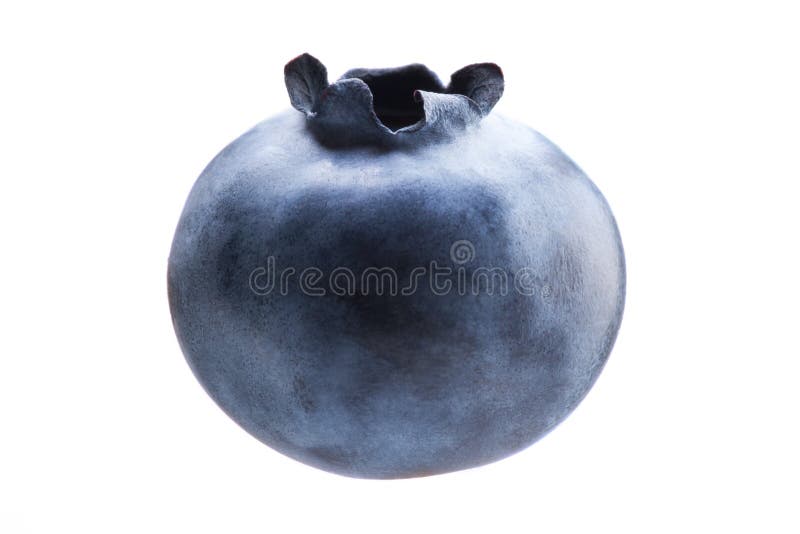Single Blueberry or Huckleberry on White Background Stock Photo - Image ...