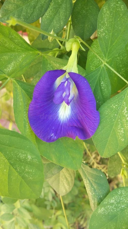 Nilkantha Flower Stock Photos - Free & Royalty-Free Stock Photos from ...