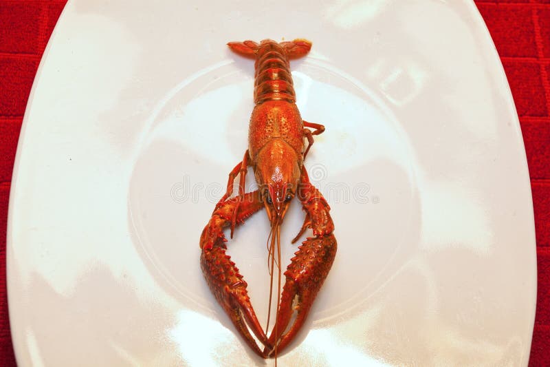 Single Boiled Crawfish Isolated on a White Plate Stock Image - Image of ...