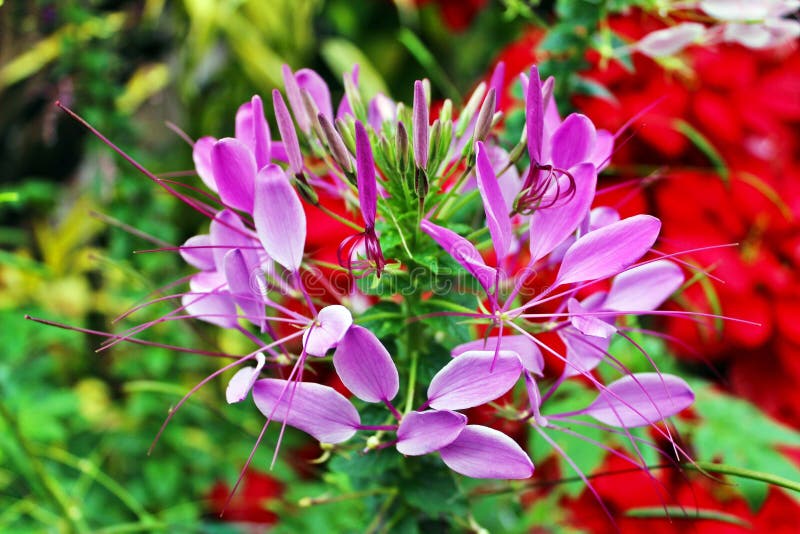 Pink spider flower stock photo. Image of beautiful, pink - 202798618