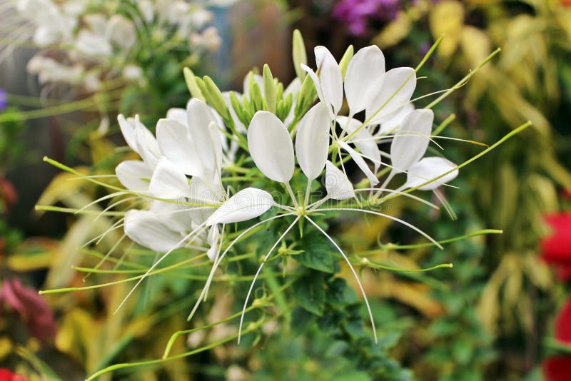 White spider flower stock photo. Image of spring, background - 202798632