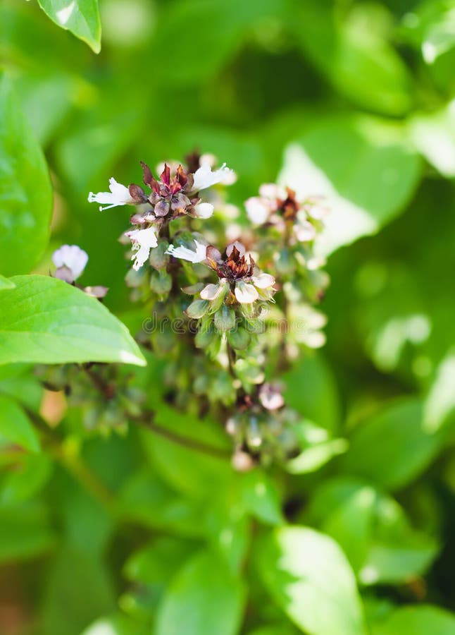 Single Branch of Basil Leaf with Flowers Stock Photo - Image of single ...